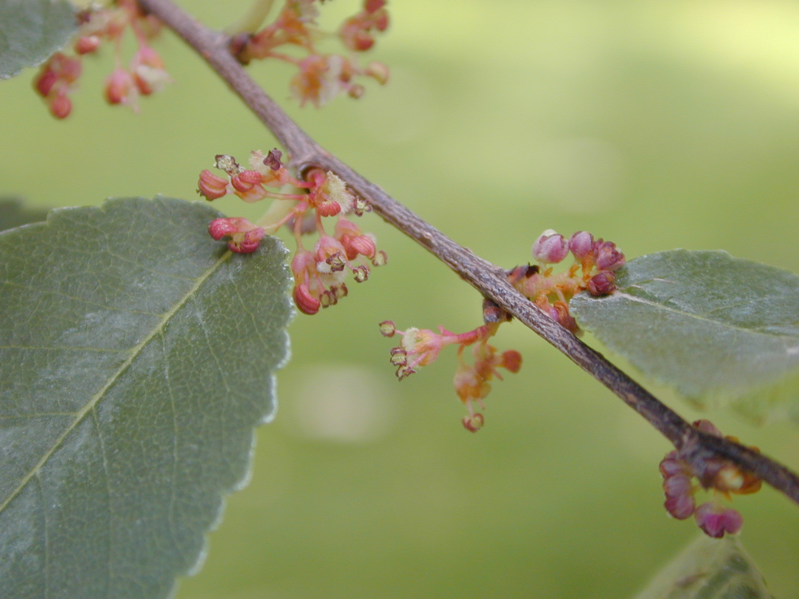 Trees of Santa Cruz County: Ulmus parvifolia - Chinese Elm