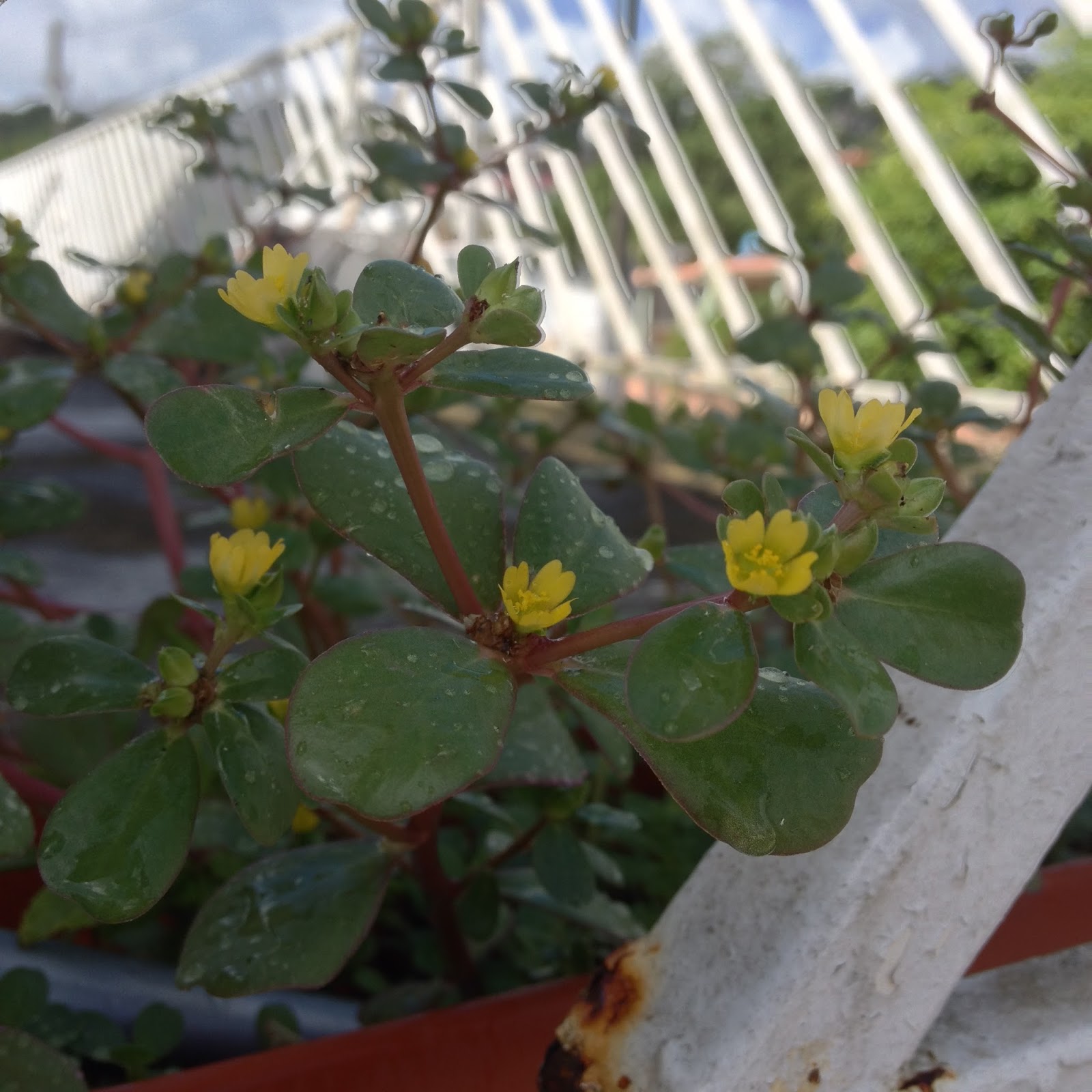 Puerto Rico Sano: La Verdolaga en Puerto Rico