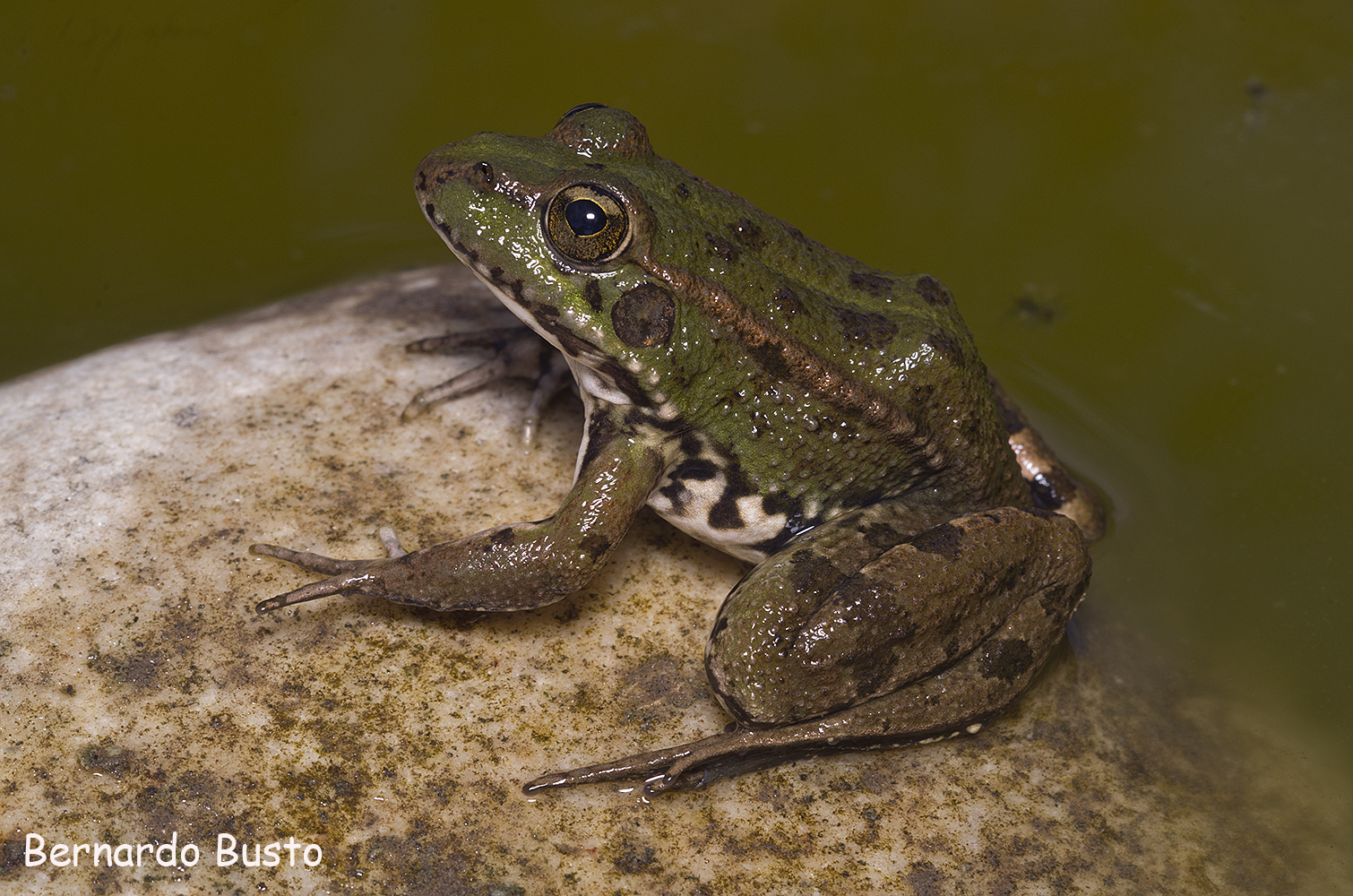 RÍA DE LA VILLA: Una rana en el río