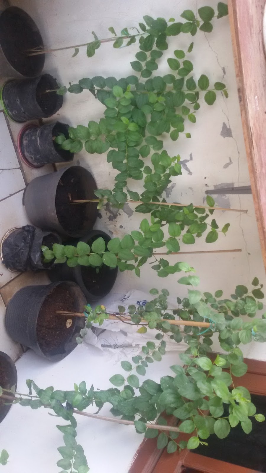 Manfaat dan khasiat Daun Bidara (Menjual tanaman Bidara)