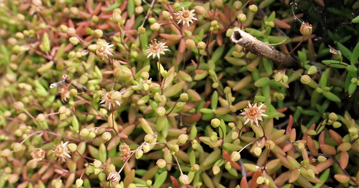 Monanthes anagensis Praeger 1925 (Pelotilla de Anaga)