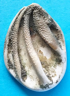 PALEO & GEO TOPICS: Comments by R. L. Squires: Maclurites, an early ...