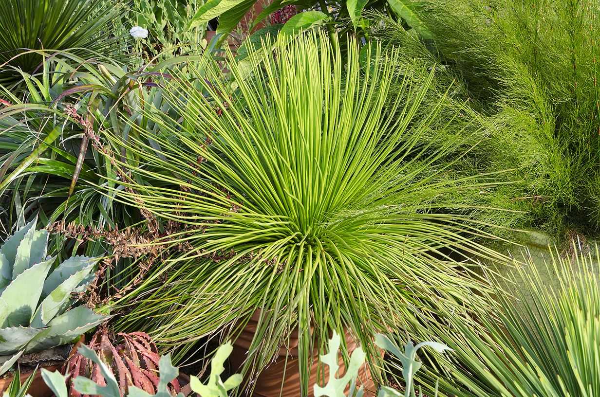 Linda Cochran's Garden: Agave geminiflora