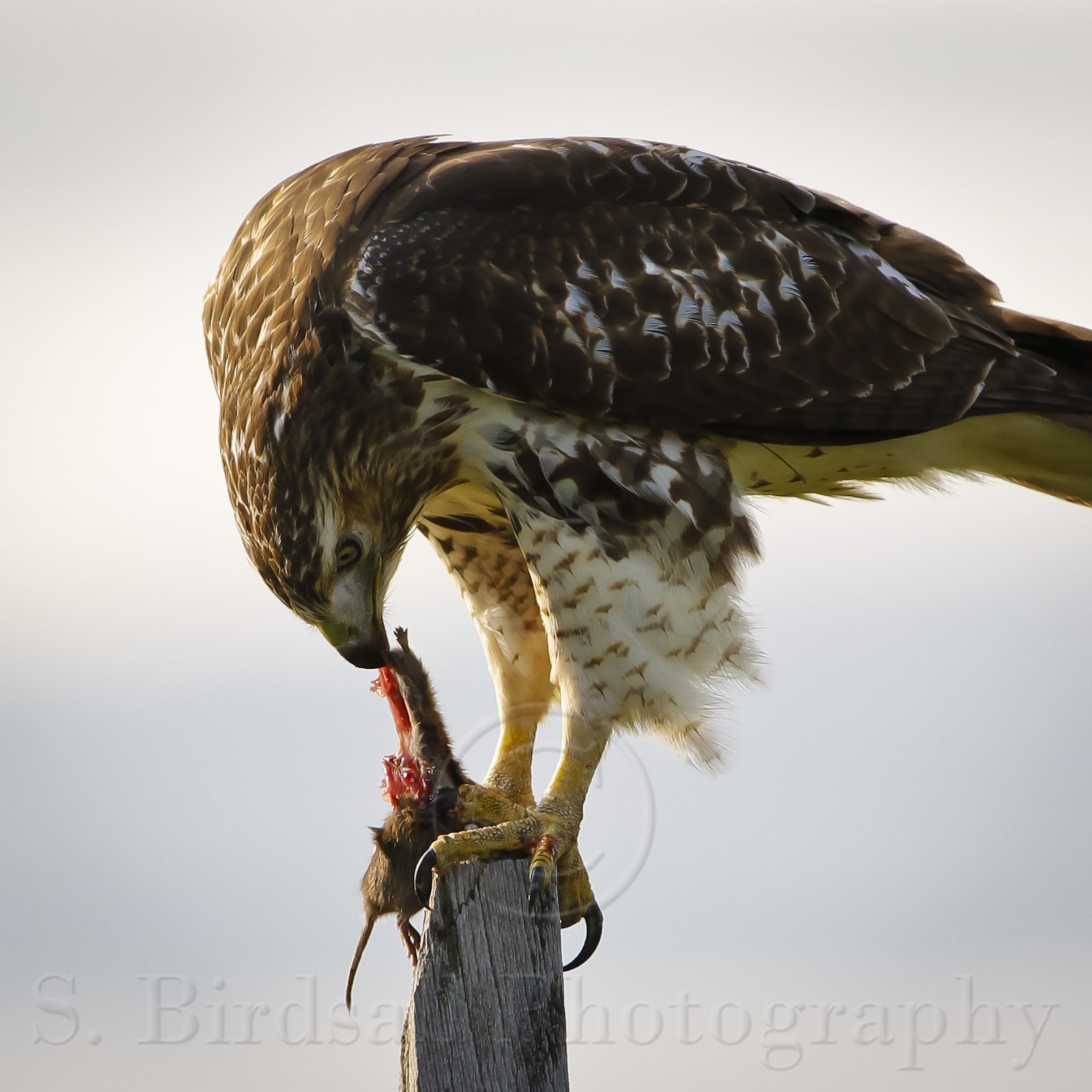 S. Birdsall Photography: Oh POOP, Did You See That Hawk?