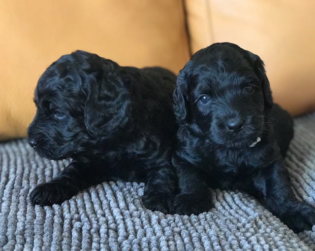 Golden Gate Labradoodles: Authentic Australian Labradoodles