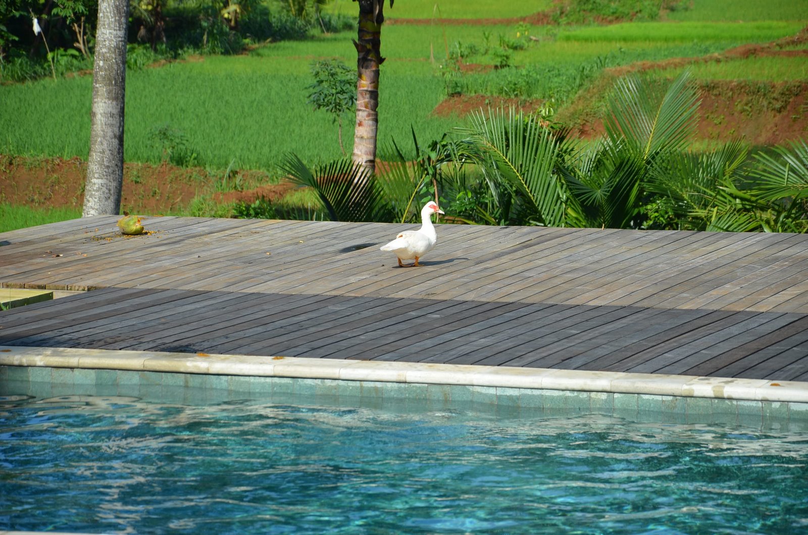 Indonesia ...not yet truly asia!: La papera più bianca che c'è!