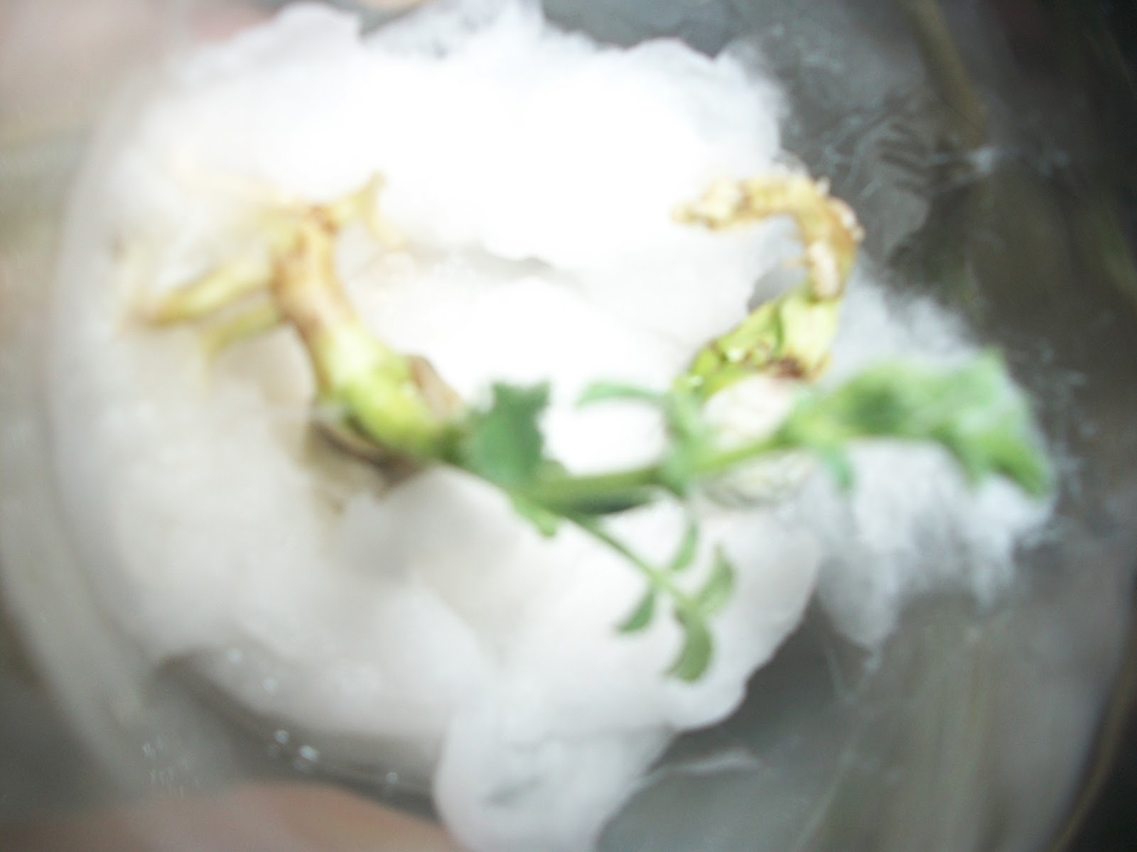 terrario: GERMINACION DE GARBANZO