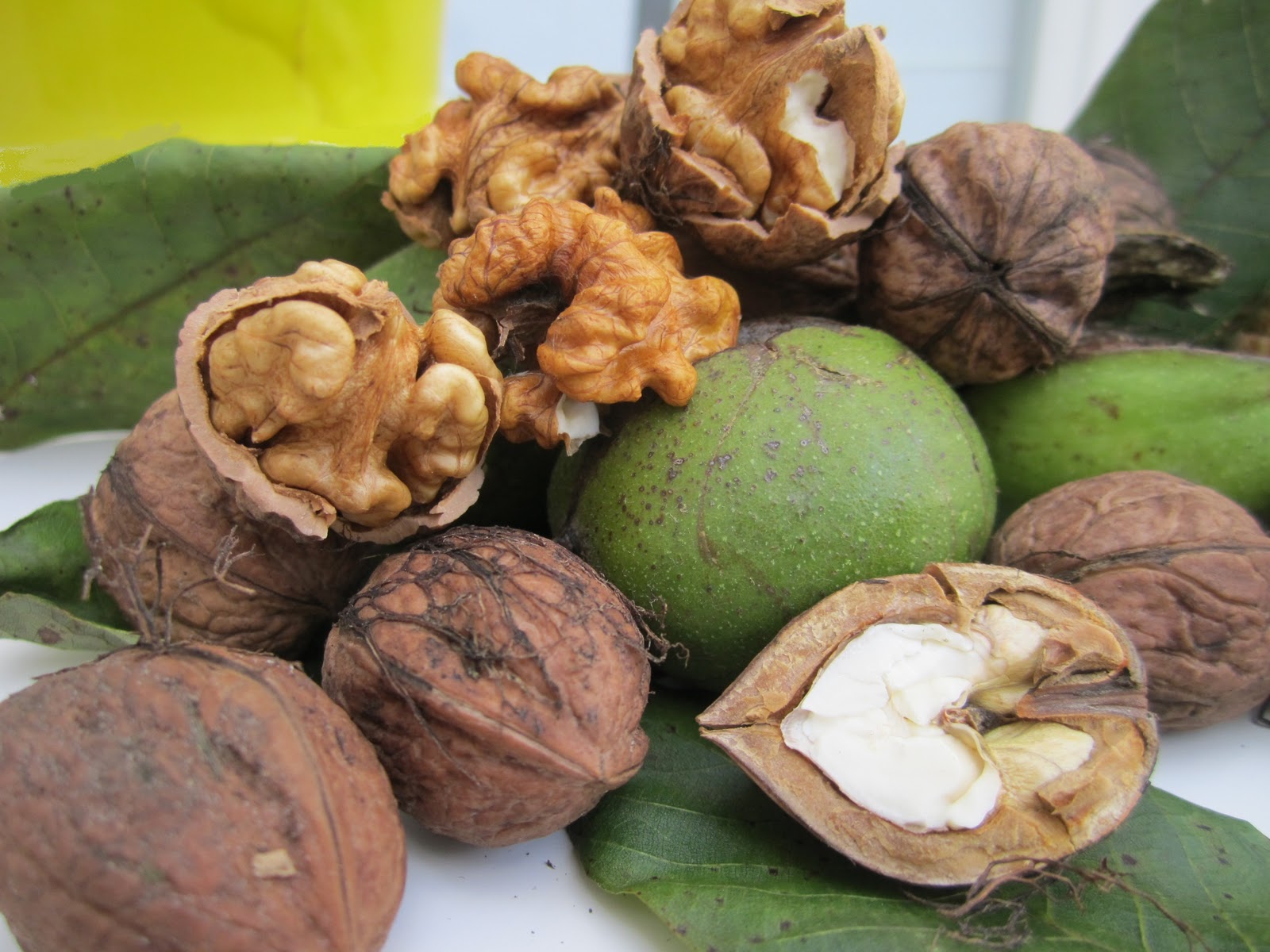 NUECES, UNA FUENTE DE NUTRIENTES ESENCIALES
