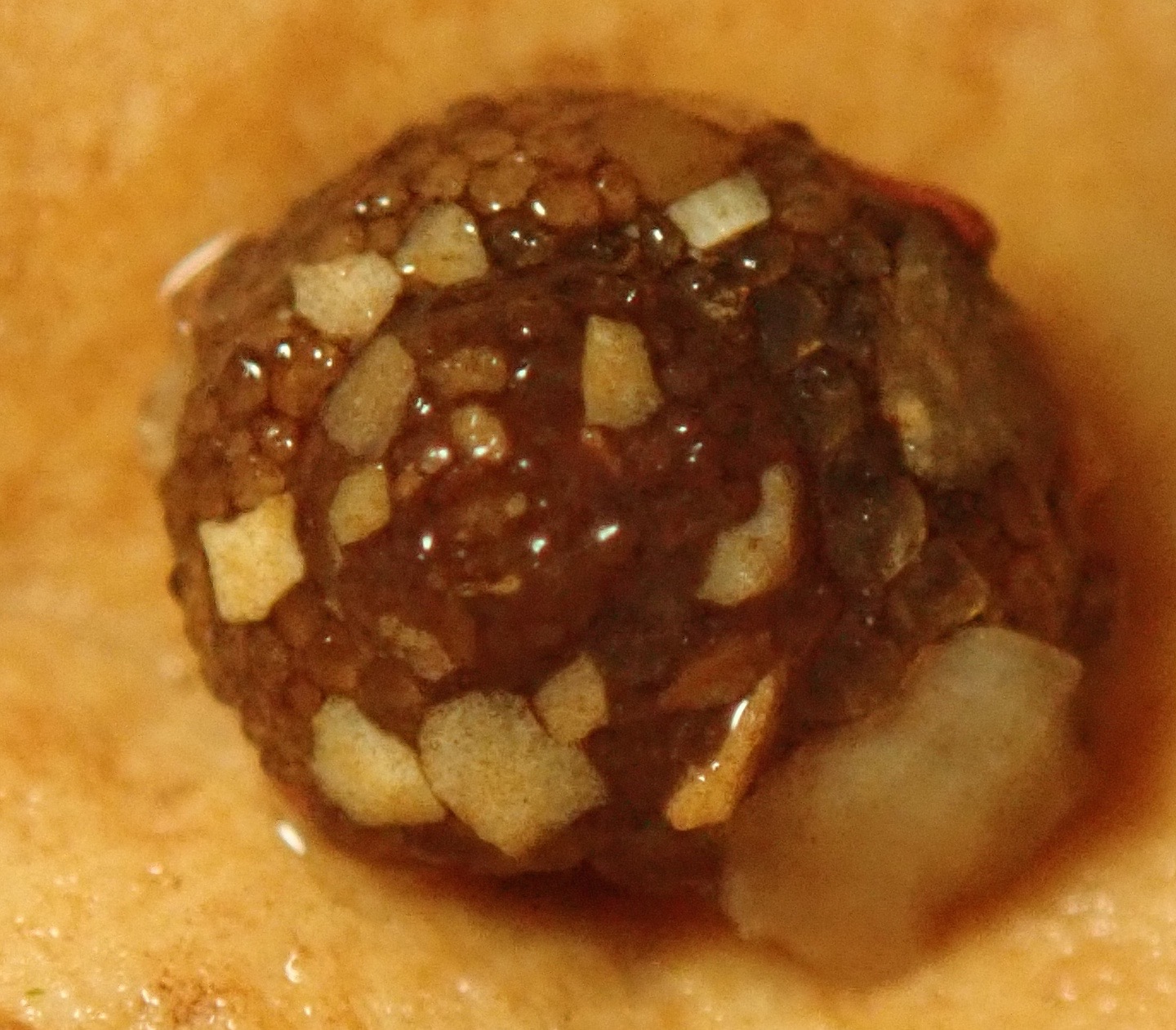 Springfield Plateau: Snail-case Caddisfly