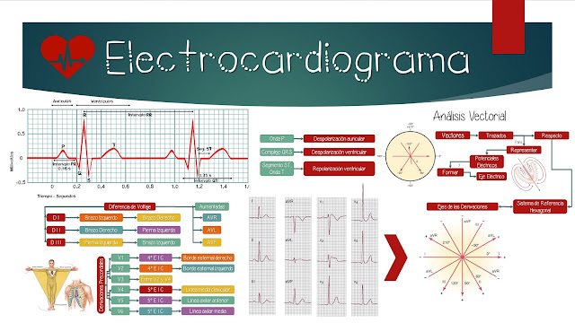 Fisiología Médica: Electrocardiograma