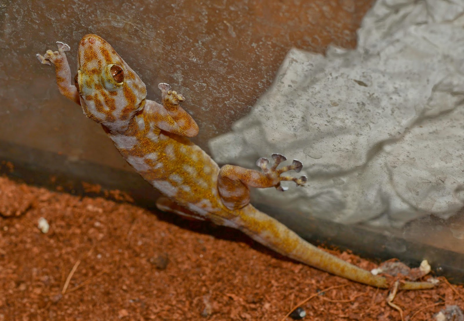 Diaz Lab Reptiles: Geckos