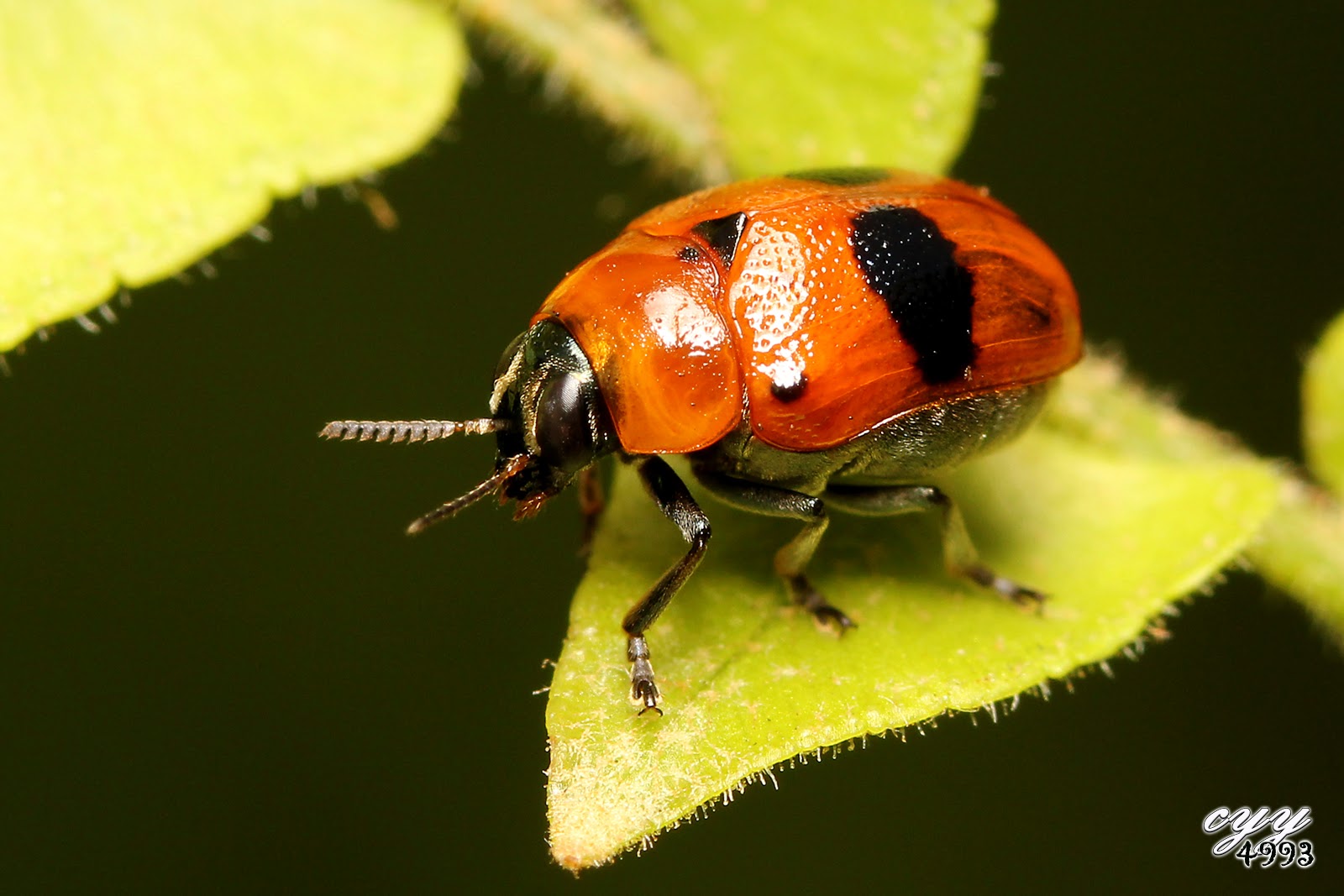 cyy4993: Leaf Beetle [Chrysomelidae] 金花虫