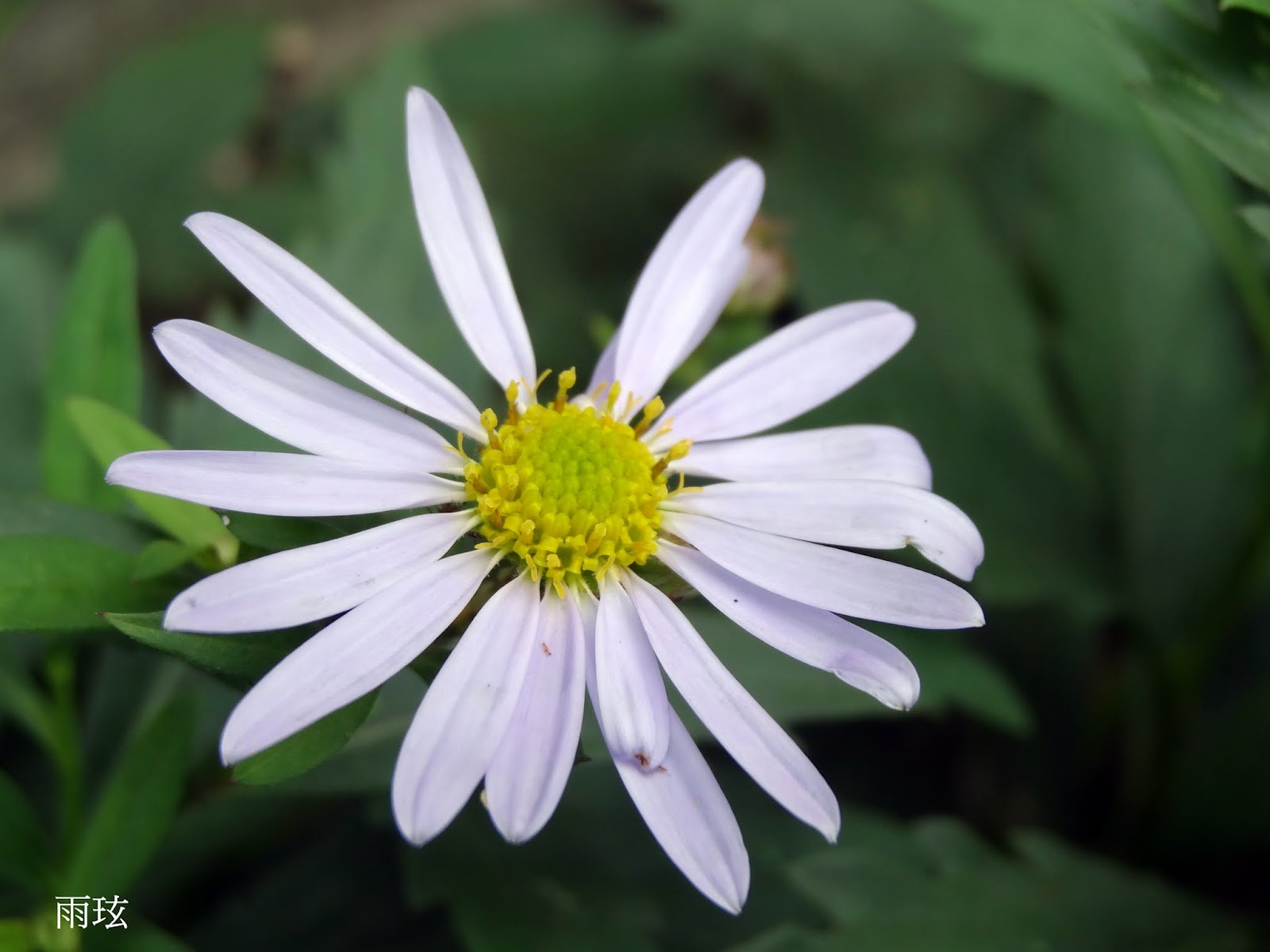 雨玹: 馬蘭(雞兒腸)/Field Aster