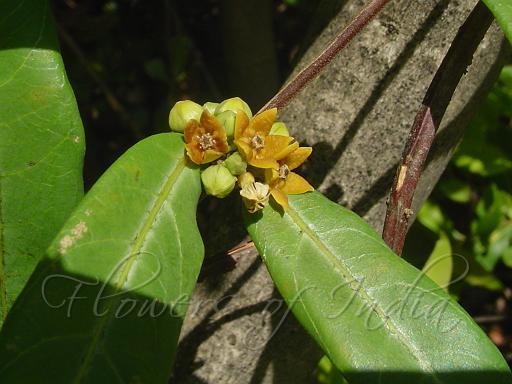 MEDICINAL HERBS – Names and Uses (Part – 2) | Global Hinduism