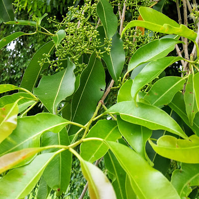 "Verdade//aspas" : 👪 Myrtaceae (Syzygium jambolanum)