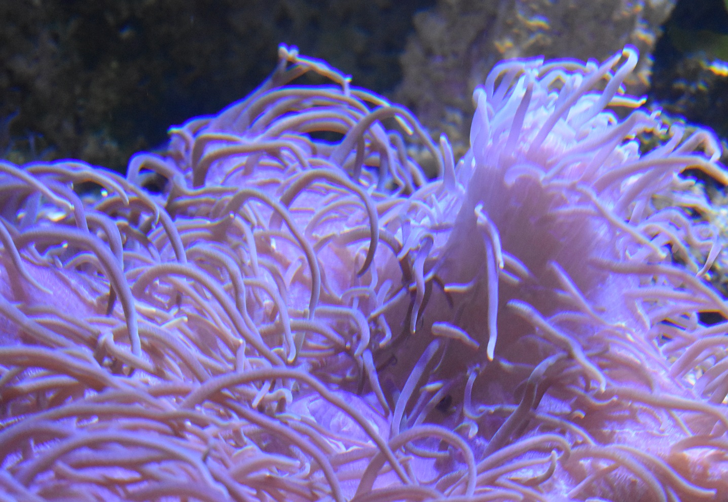 ZOOTOGRAFIANDO (6.100 ANIMALS): ANÉMONA CUERO / SEBAE ANEMONE ...