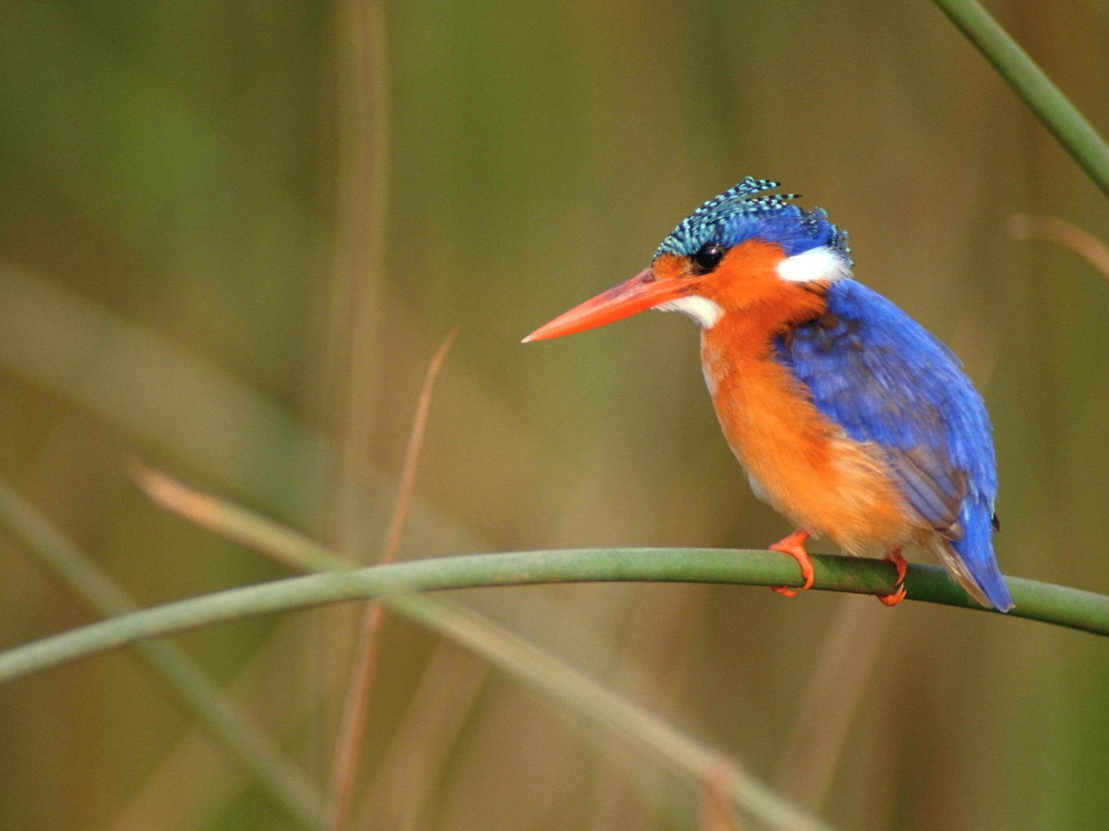 Imágenes de aves coloridas de toda especie