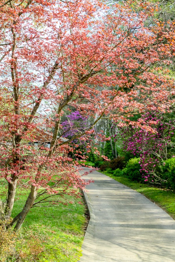 Mark D. McCoy Photography: Dogwood Trail 15