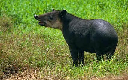 Tapirs Tapiridae Animals | Facts & Interesting Pictures | All Wildlife ...