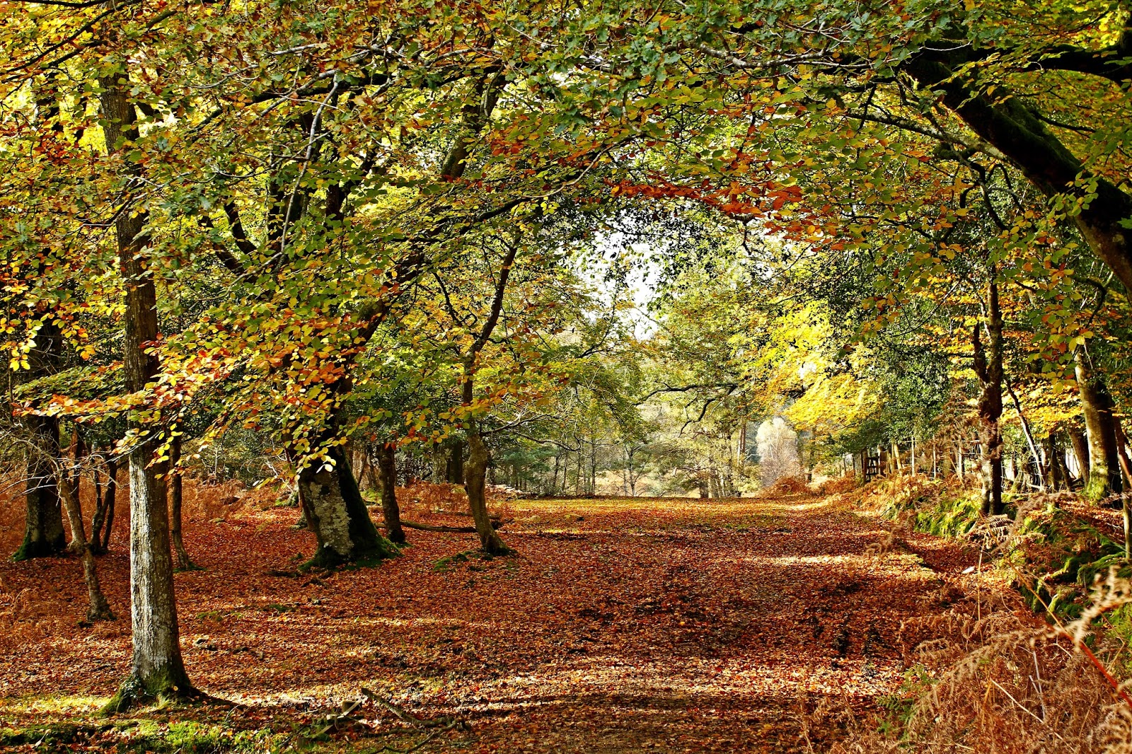 New Forest Cottages: New Forest this autumn - what's on!