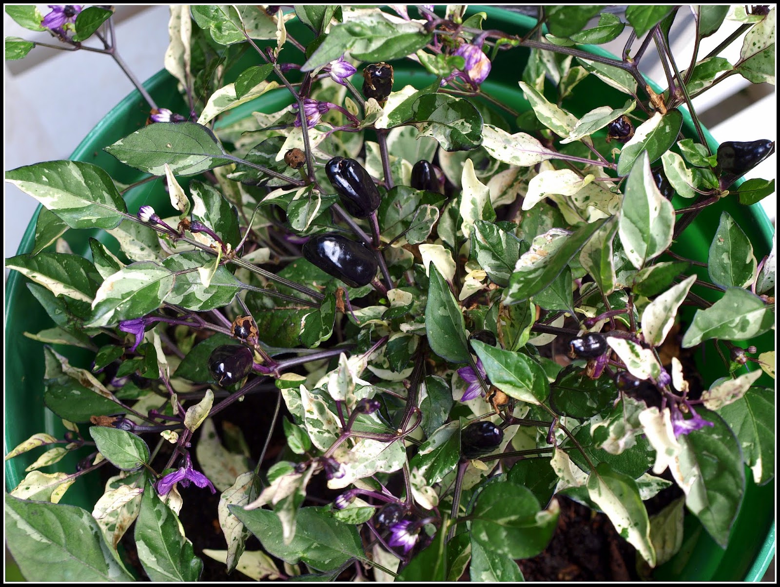 Mark's Veg Plot: Chilli progress report