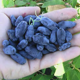 Haskap Canada Association