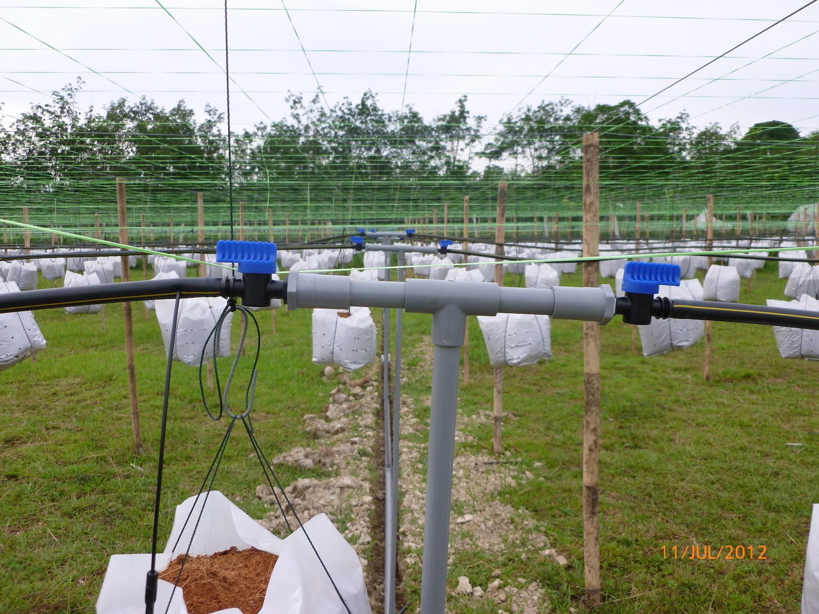 OBO: Projek Tanaman Timun Fertigasi Terbuka Di SMK Kuala Jengal, Dungun ...