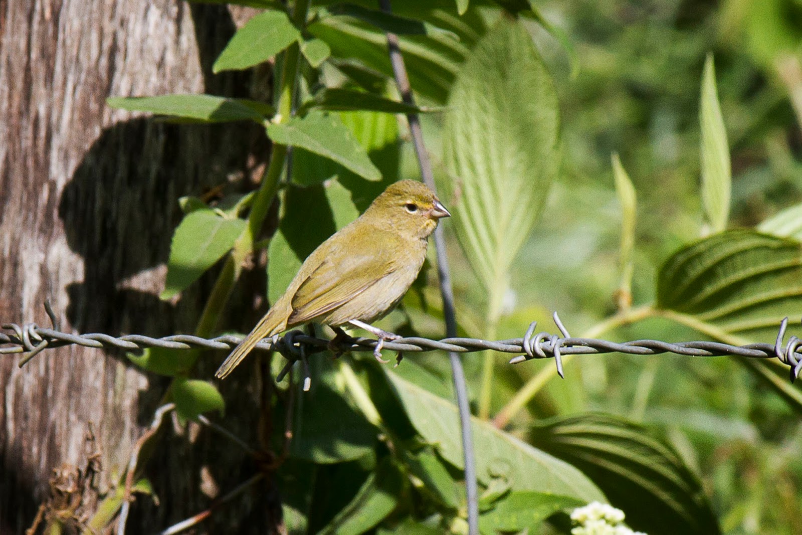 Avistamientos de Aves en Silvanìa (Cundinamarca - Colombia)