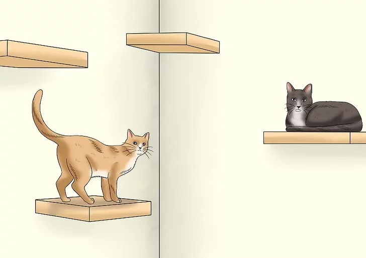 MENGAPA KUCING JANTAN SUKA SPRAYING