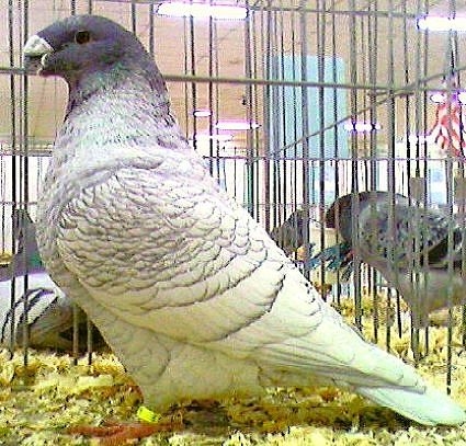 Voiajor american de frumuseţe | Rase-de-Porumbei-ro