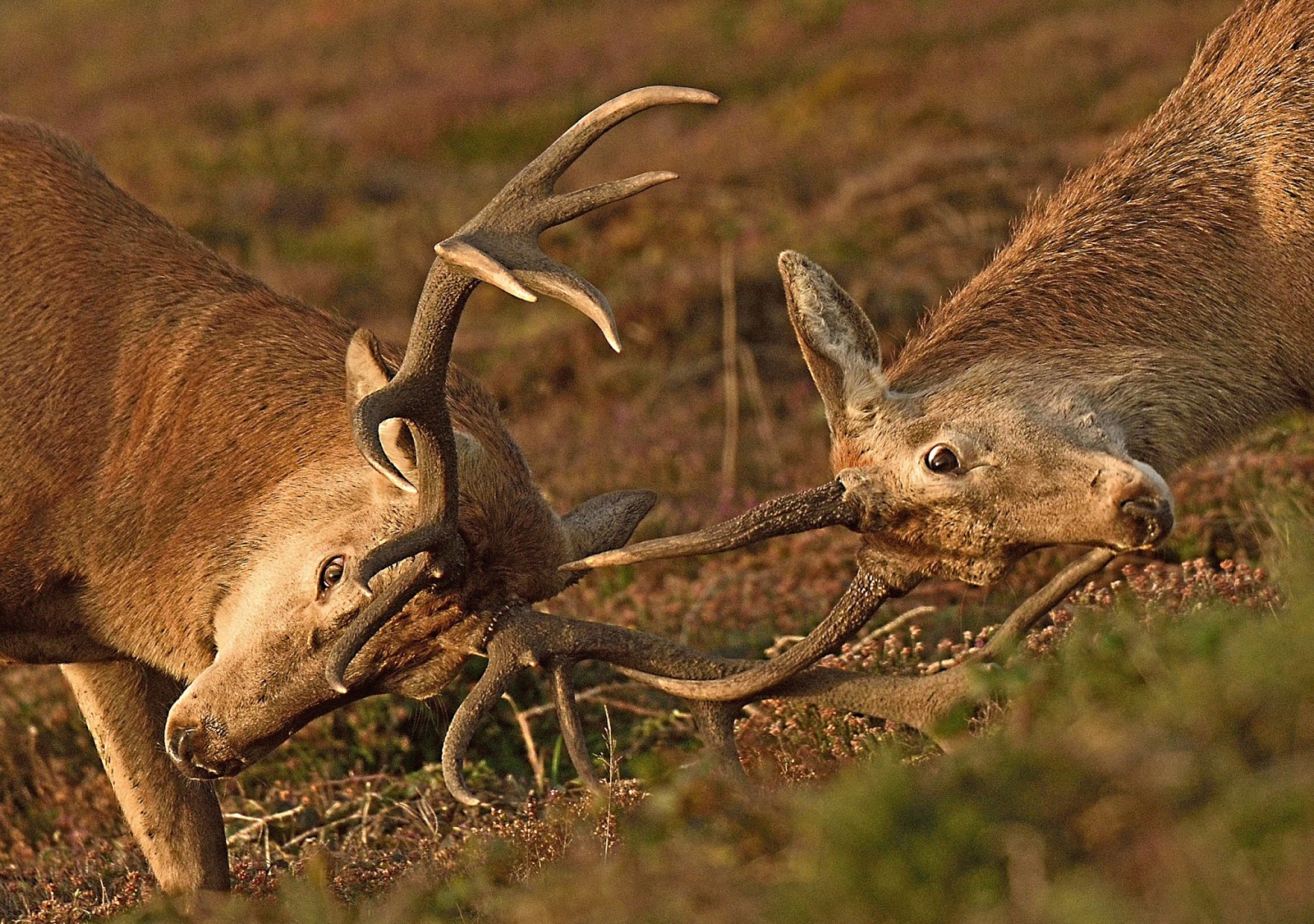 Alan James Photography : Red Deer Stag portriats