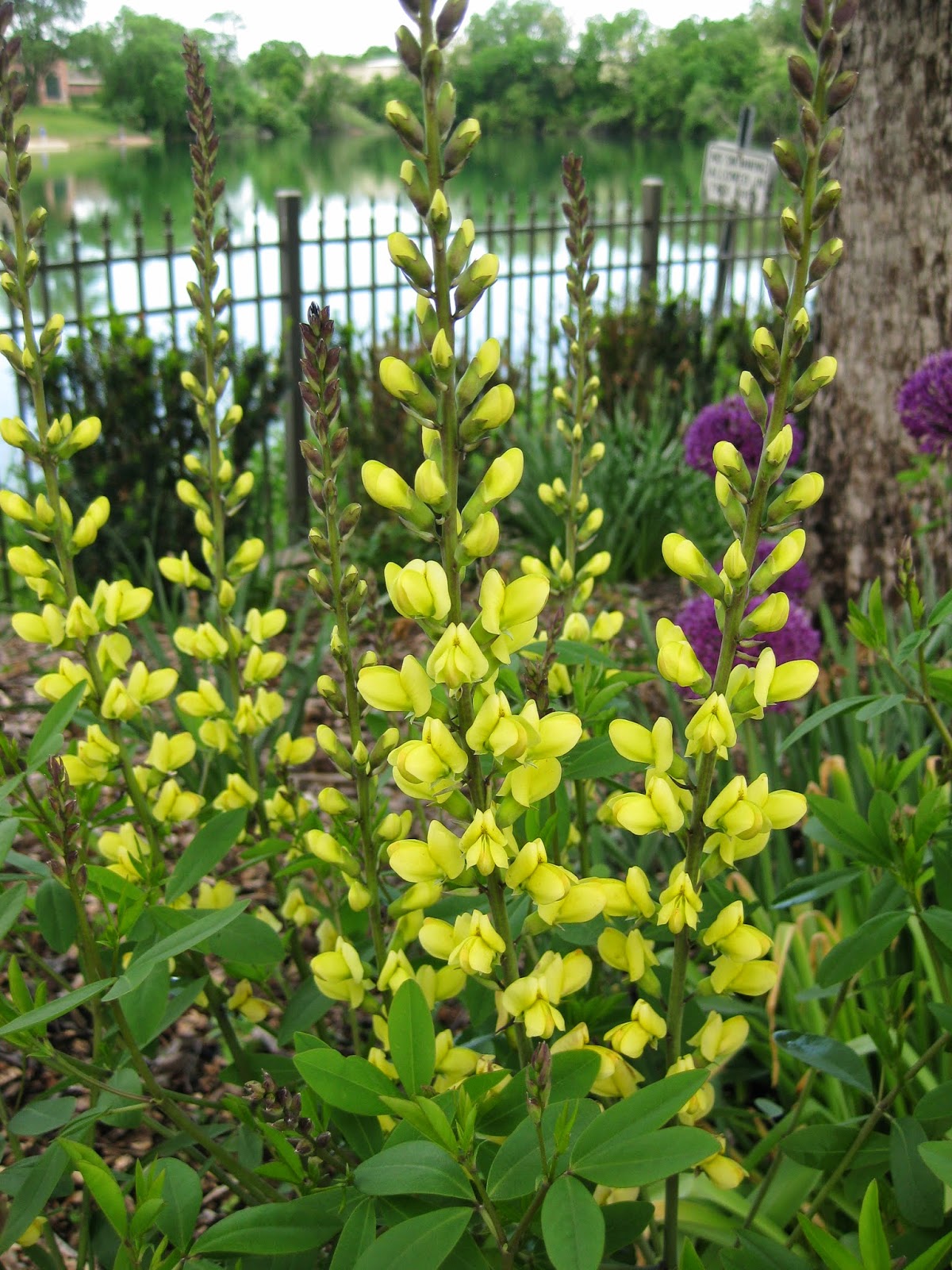 Yellow Flowering Baptisia