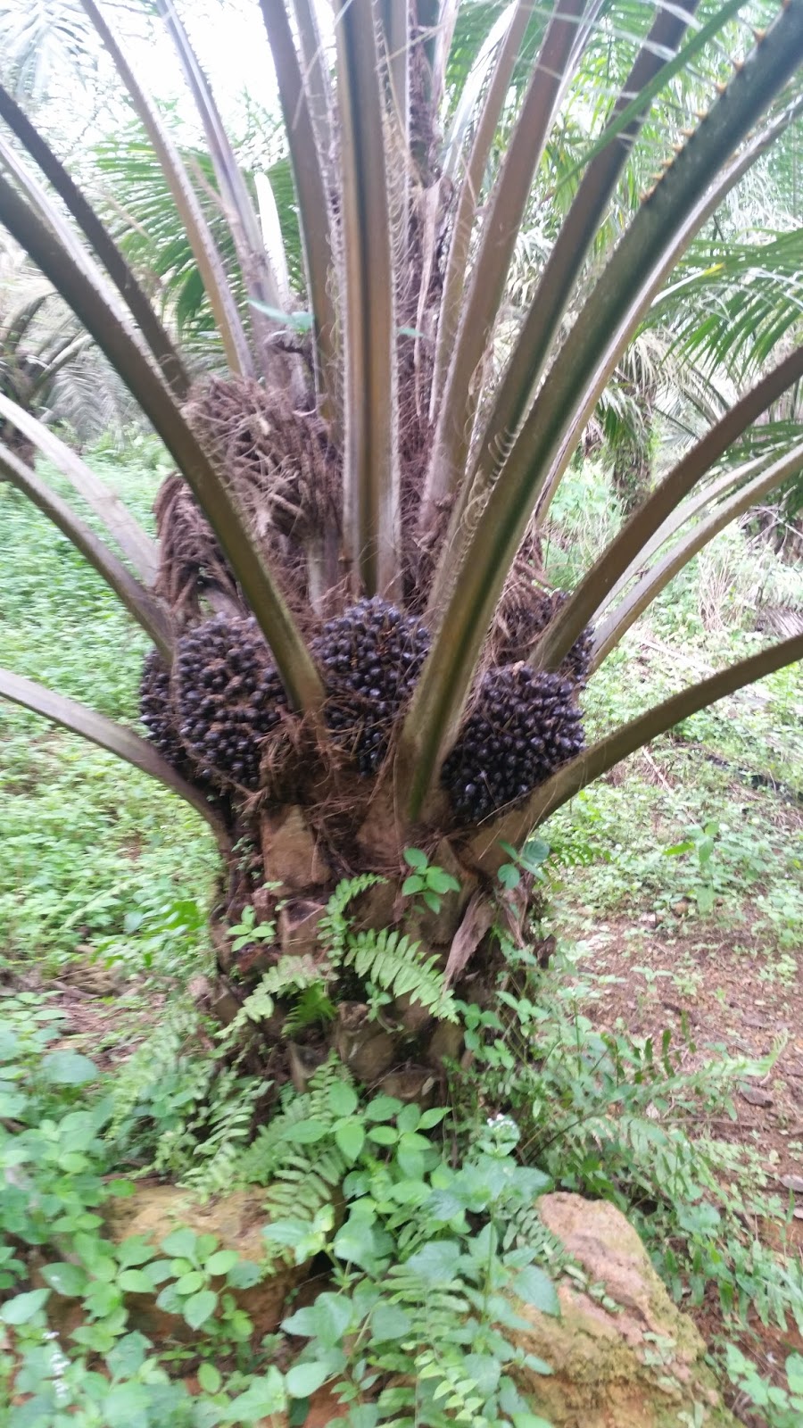 Warisan Petani: Kebun Kelapa Sawit 1.