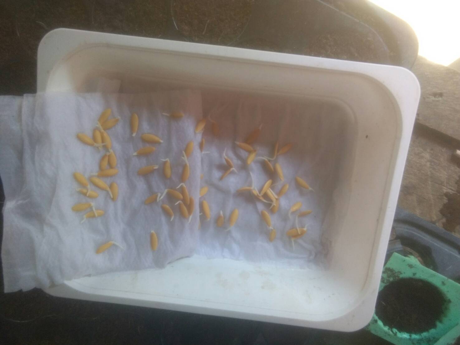 การปลูกเมล่อน Style Oji Meron: การปลูกเมล่อน Style Oji