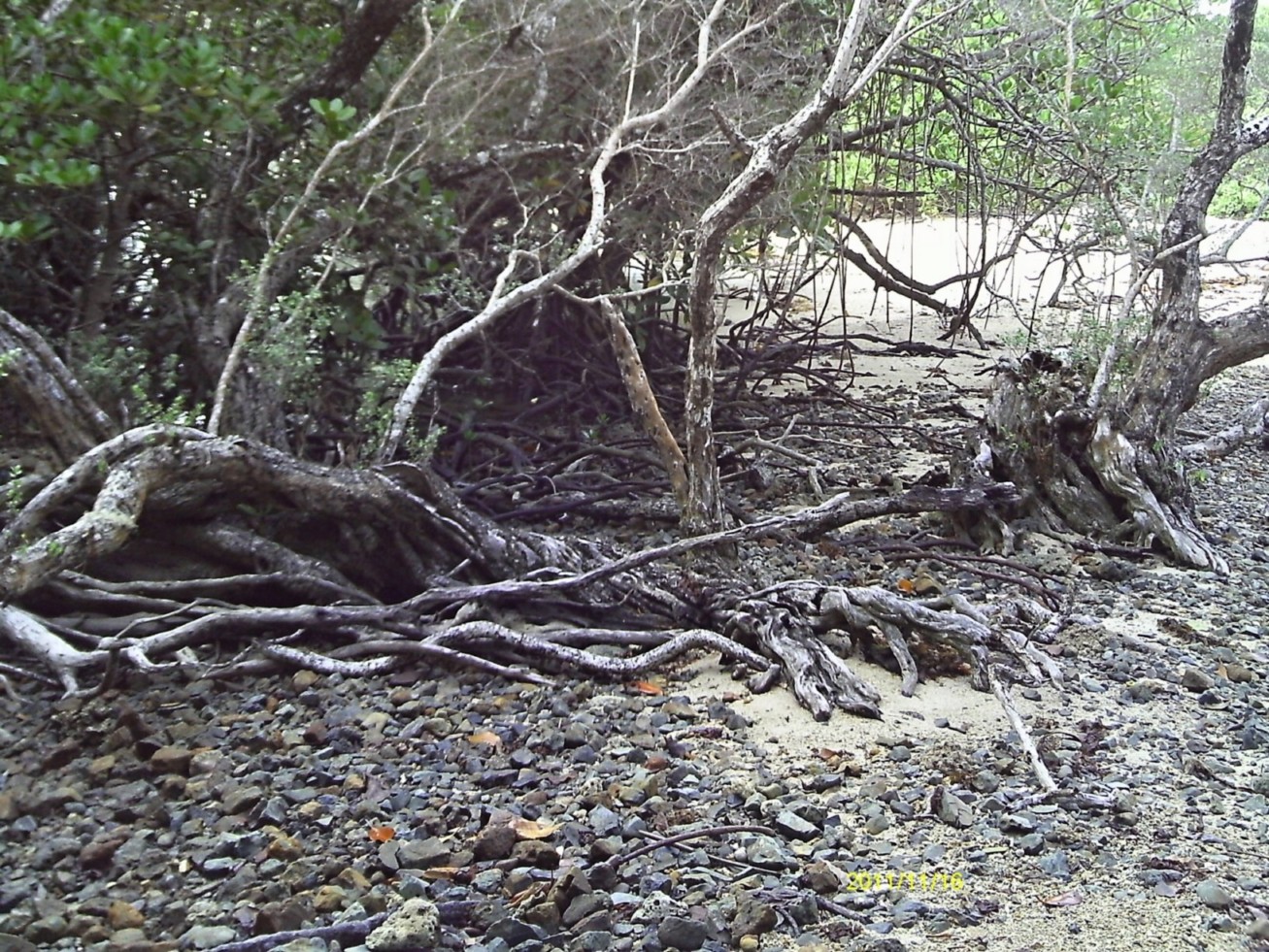 Some of My passion: BEBERAPA FOTO POHON SANTIGI YANG UNIK