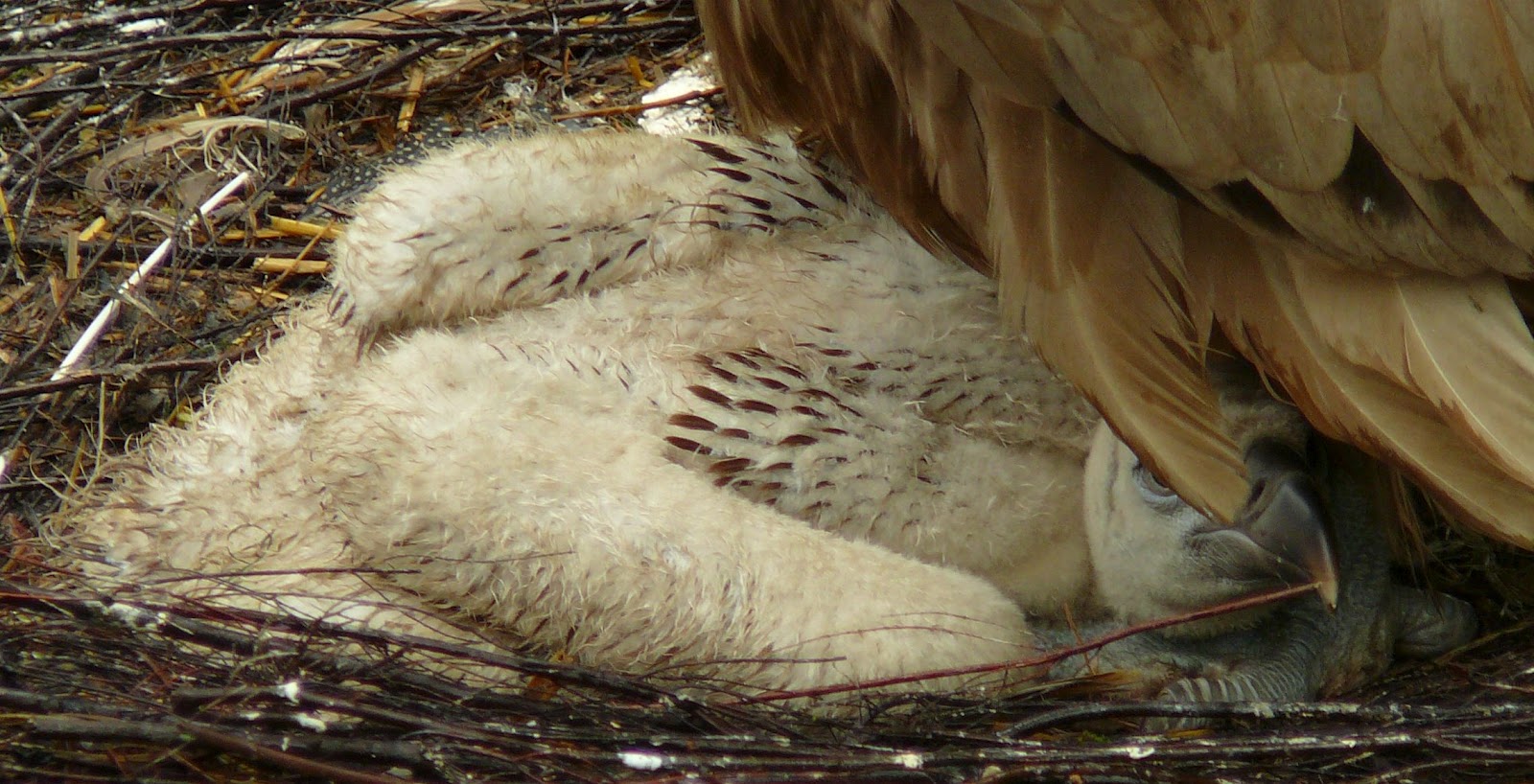 Fascinated by Vultures: 33 days old Eurasian Griffon Vulture chick