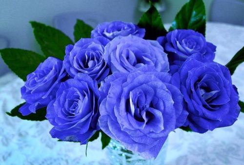 Gaya Terbaru 28+ Ros Warna Biru