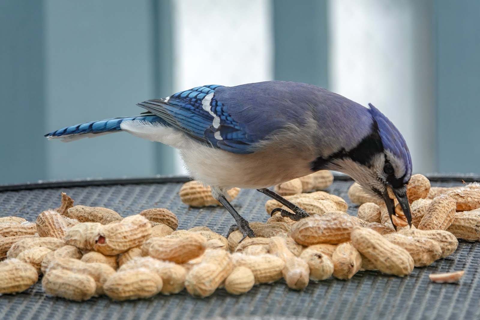 Gale's Photo and Birding Blog: Blue Jays Love Peanuts!