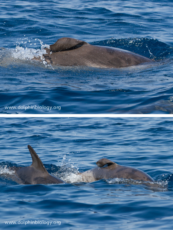 Dolphin Biology and Conservation: Curley the curled