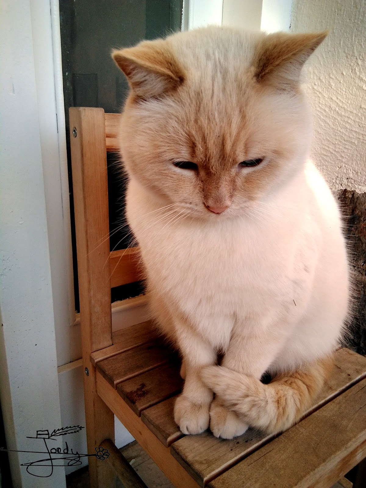 FOTOGRAFIANDO: Gato Posando