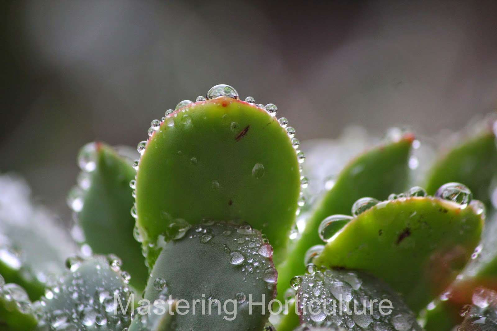 Mastering Horticulture: Guttation in Succulents