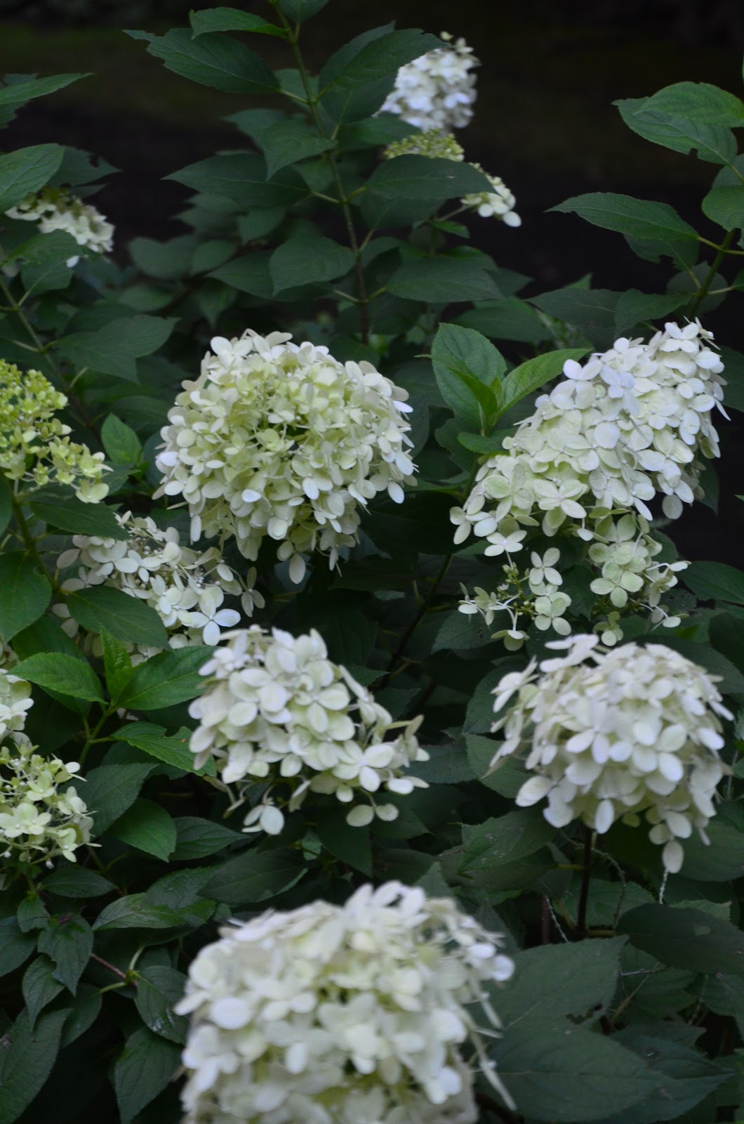 Zone Five and a Half: The Incrediball Hydrangea -- from Annabelle to ...