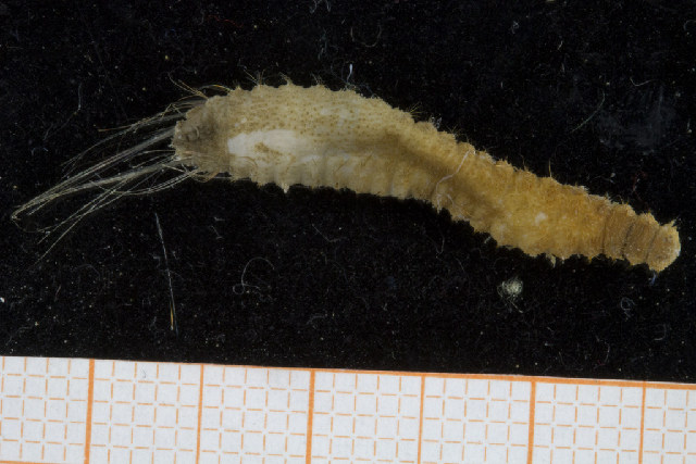 Variety of Life: July 2016