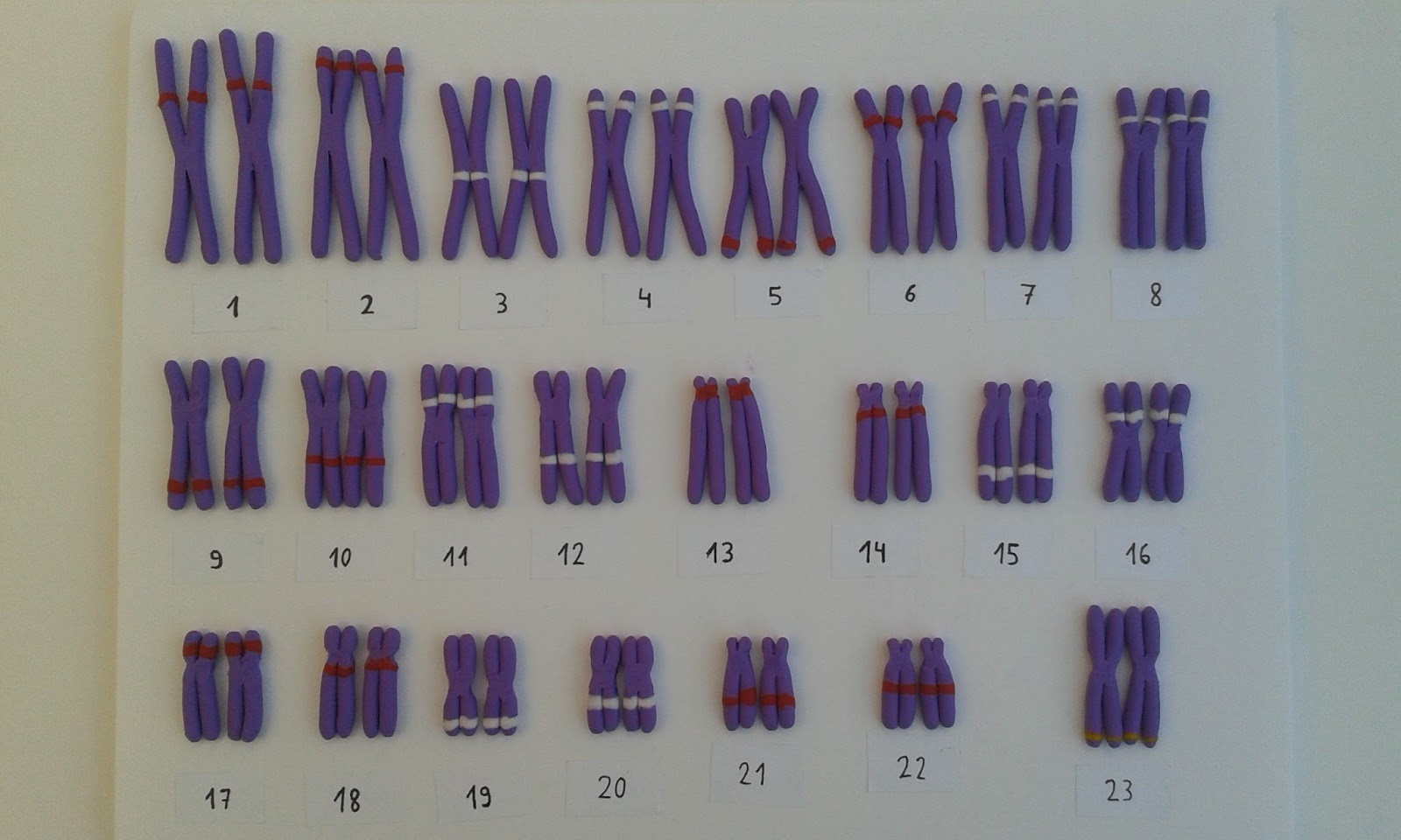 Biología y Geología JCV: ¿Cómo son los cariotipos de otras especies?