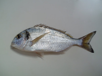 Dorada