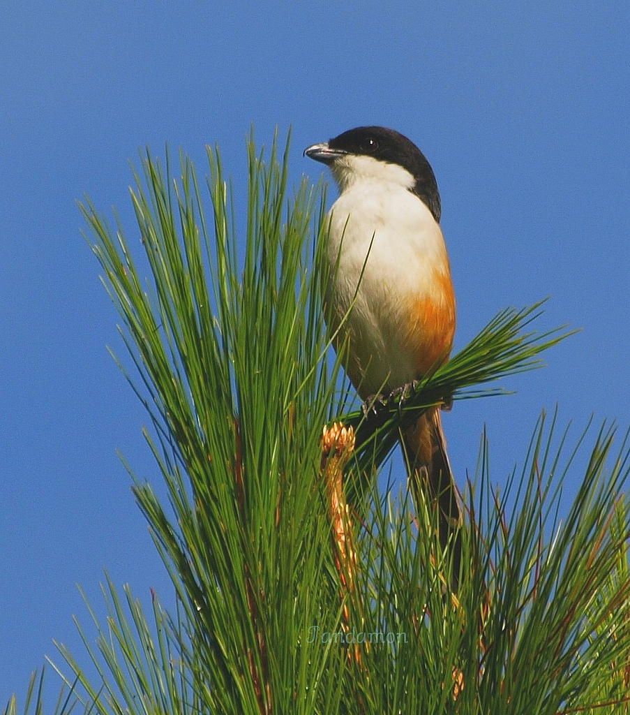 Burung Cendet - Long-Tailed Shrike (Lanius schach) - Ryan Maigan Birds