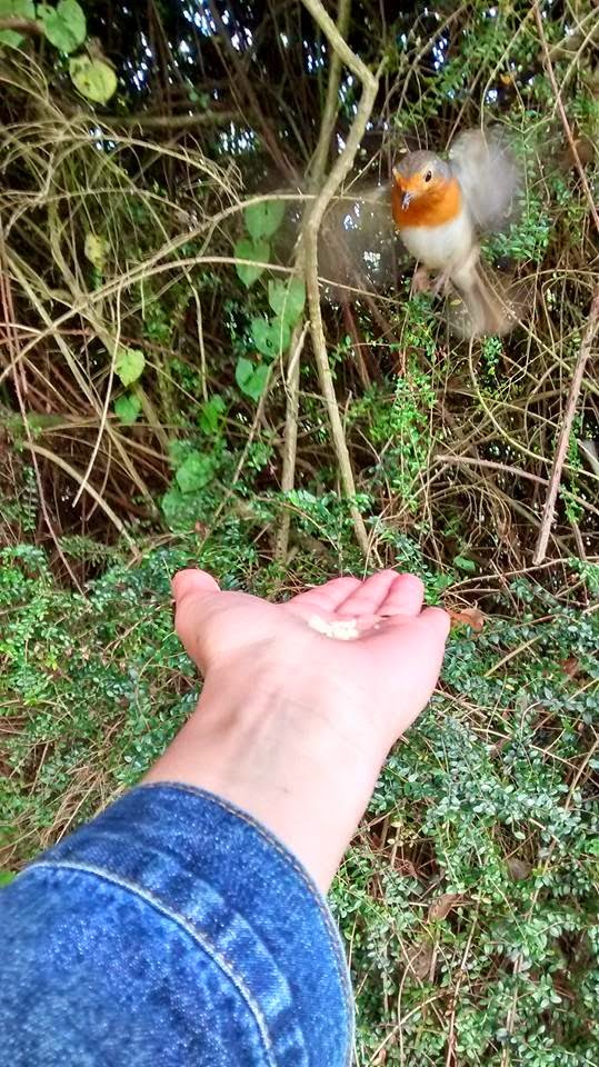 Moonlight and Hares: A Wizard, an Alchemist and a handsome robin.