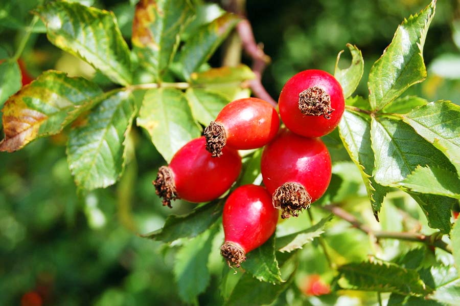 Rosehip Essential Oil Review - HD Gallery