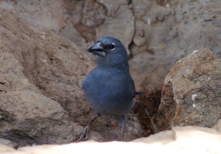 Aves en azul y verde: El pinzón azul de Gran Canaria (Fringilla polatzeki)