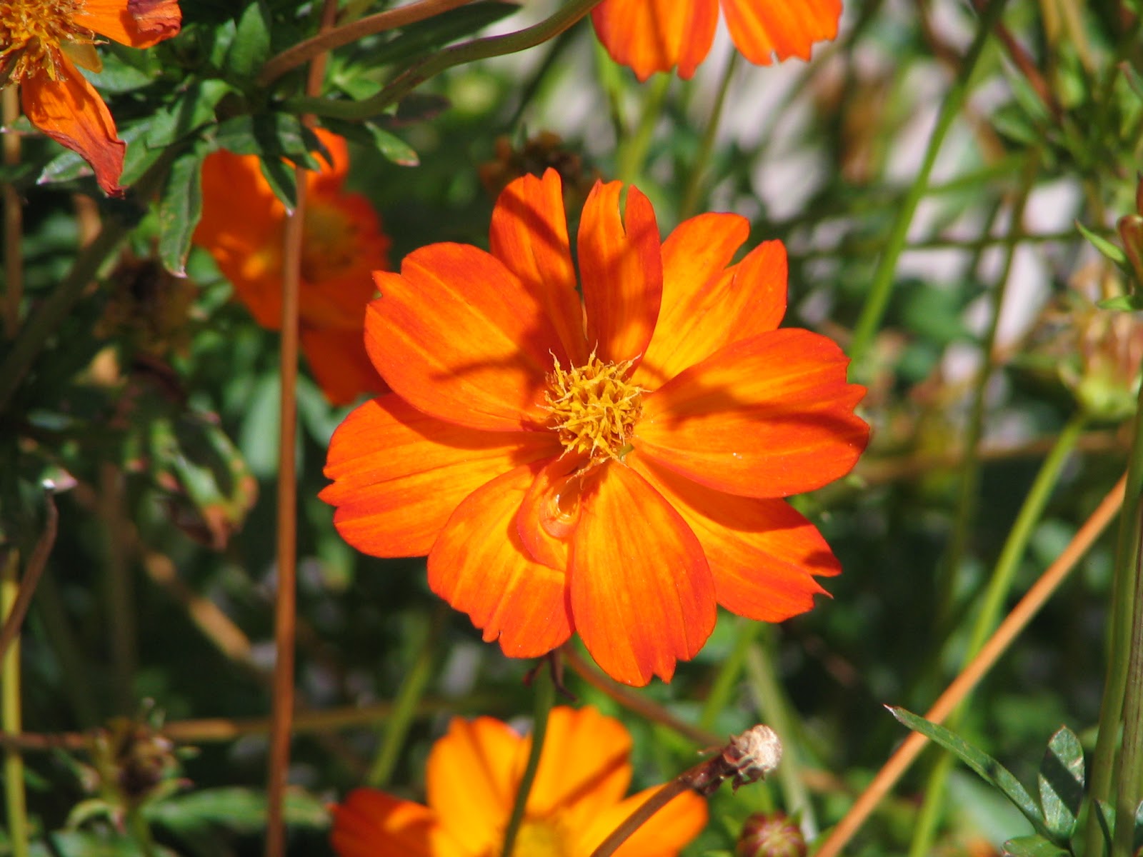 LA MULTI ANI, ROMANIA!: Flori portocalii